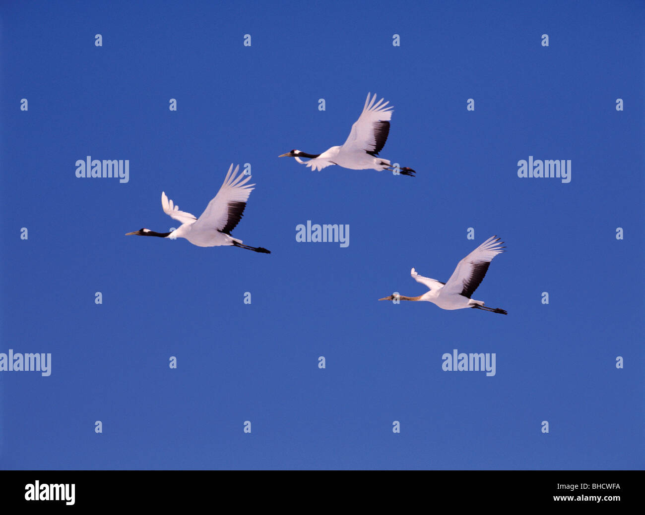 Japanese Cranes flying in blue sky Stock Photo - Alamy