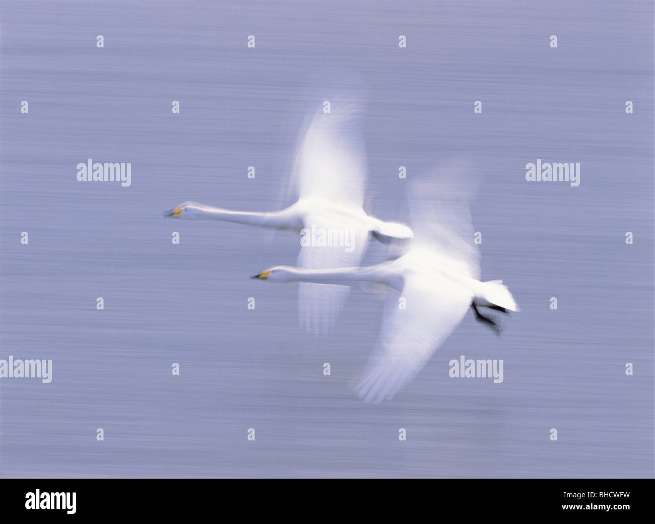 Swans flying over lake Stock Photo - Alamy