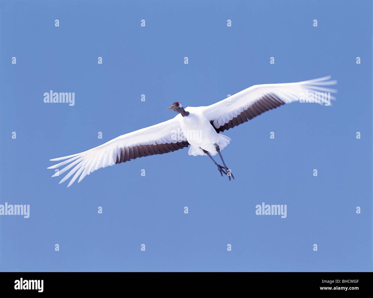 Japanese Cranes flying in blue sky Stock Photo - Alamy