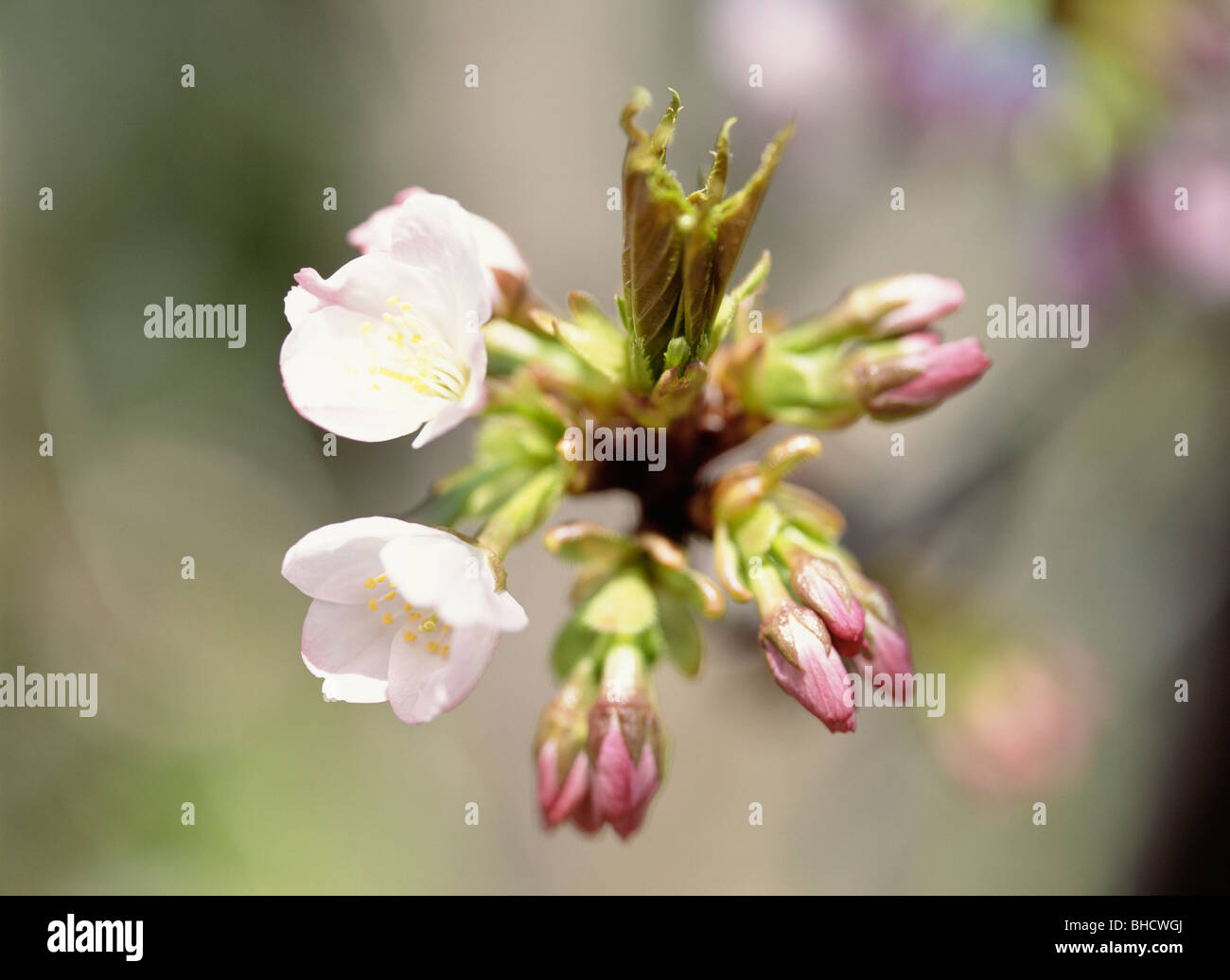 Budding cherry blossoms hi-res stock photography and images - Alamy