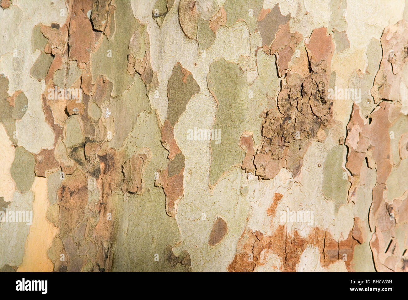Spotty tree bark hi-res stock photography and images - Alamy