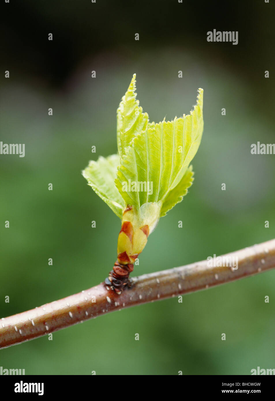 Budding Silver Birch Tree. Yokohama, Kanagawa Prefecture, Japan Stock ...