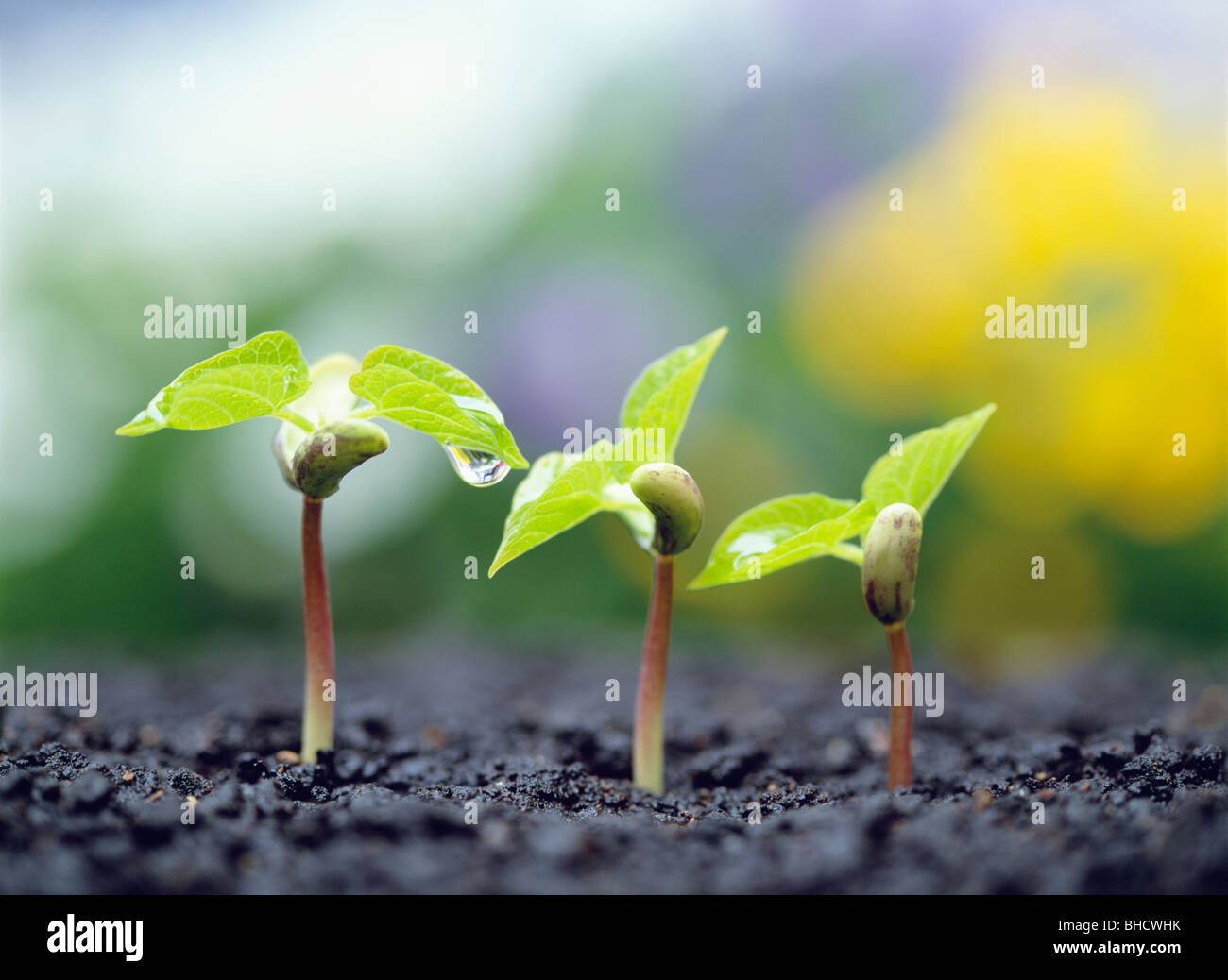 Soybean seedlings. Yokohama, Kanagawa Prefecture, Japan Stock Photo - Alamy
