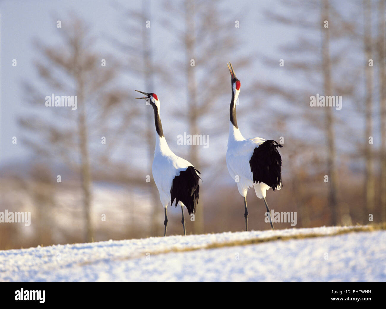 Japanese Cranes in snowy landscape Stock Photo - Alamy