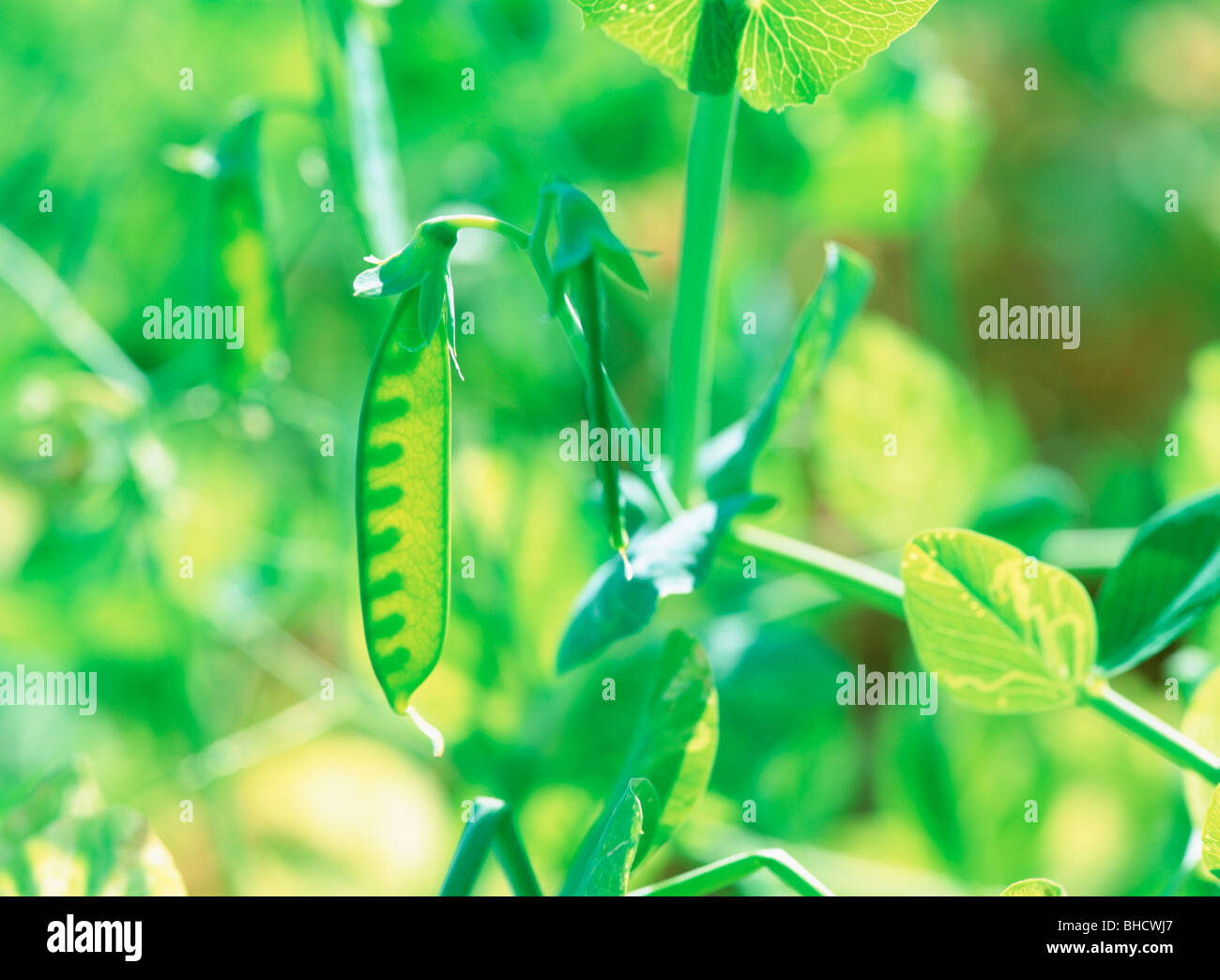 Growing snow peas hi-res stock photography and images - Alamy