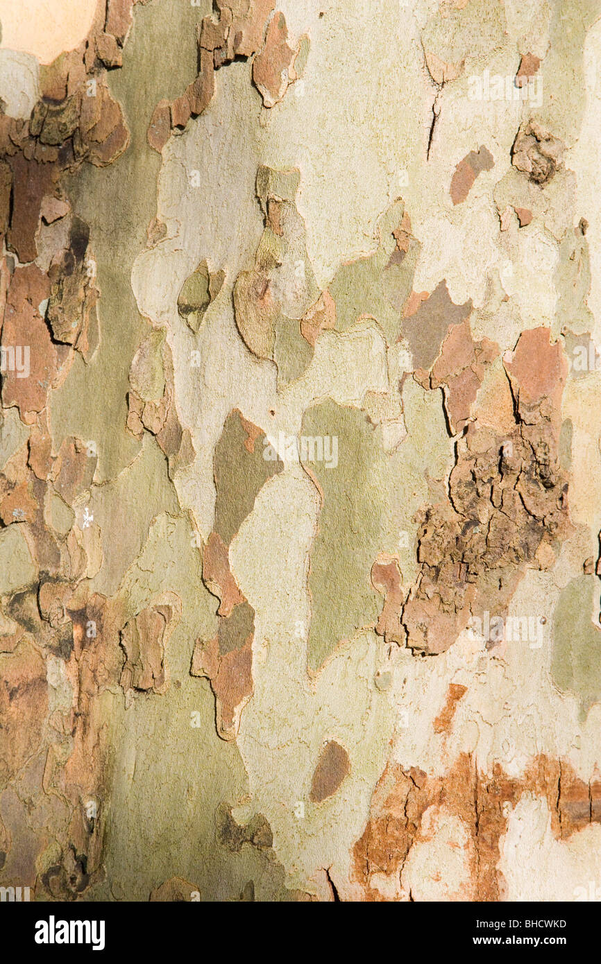 Spotty tree bark hi-res stock photography and images - Alamy