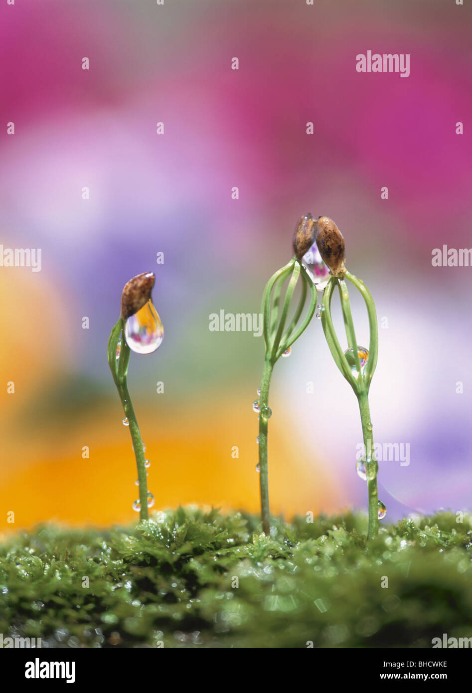 Red pine seedlings hi-res stock photography and images - Alamy