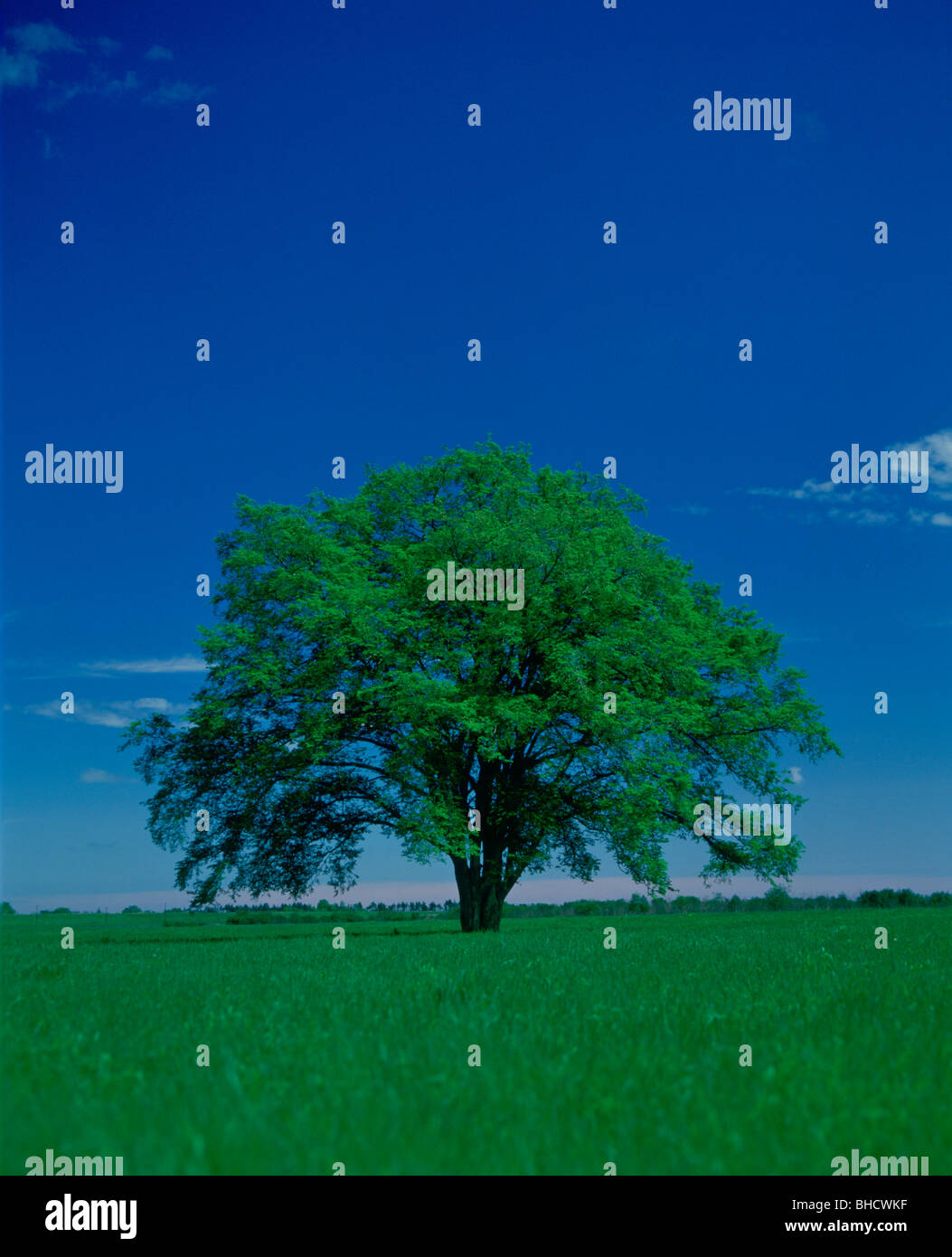 Large tree in field, Hokkaido, Japan Stock Photo - Alamy