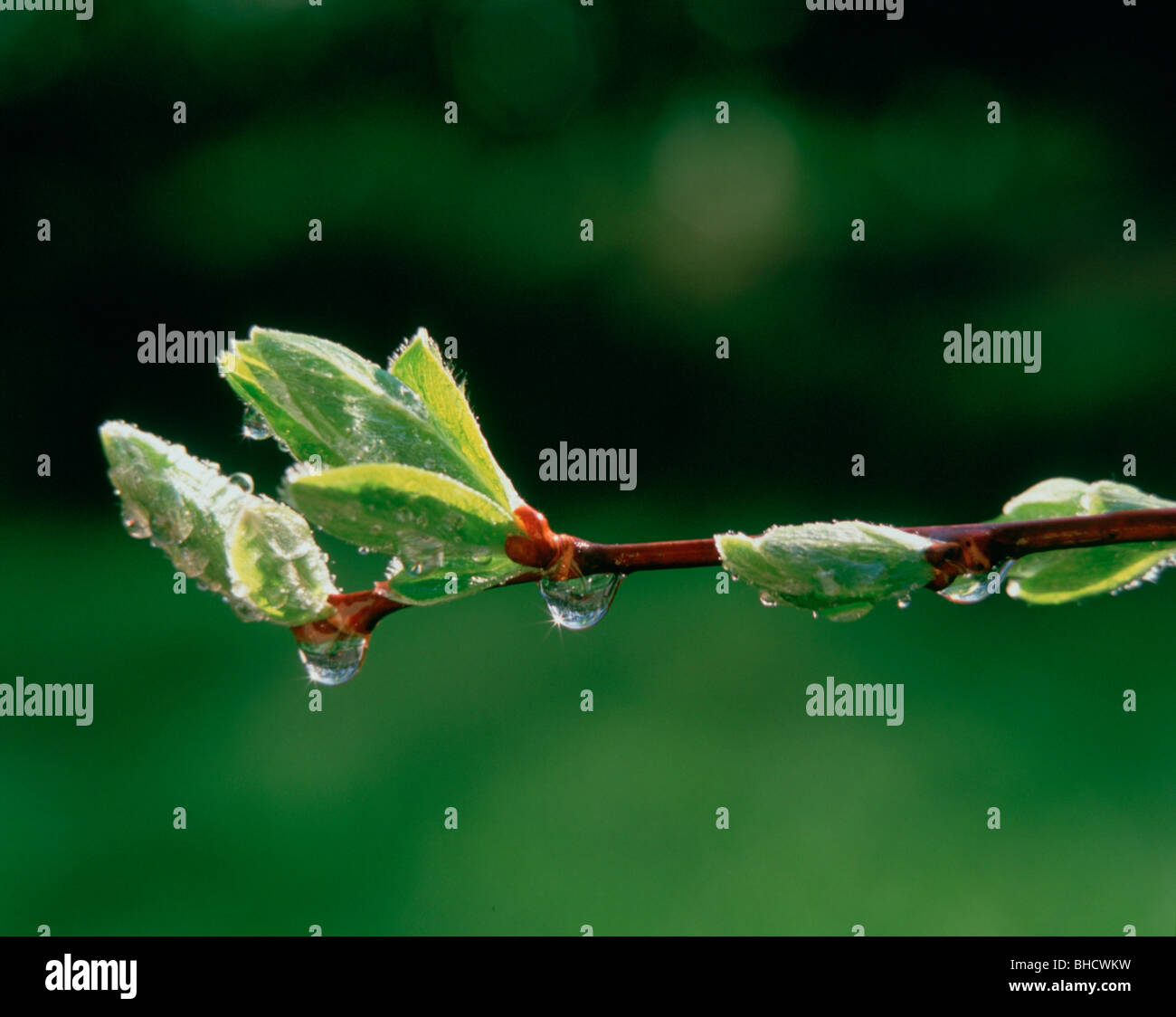 Budding branch of tree, Hokkaido, Japan Stock Photo - Alamy