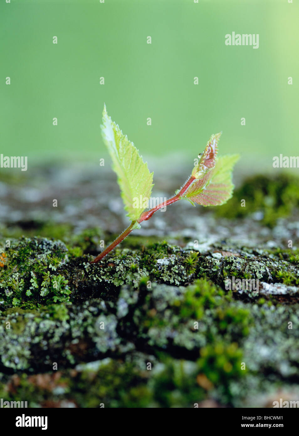 Sprouting branch on Japanese elm tree, Tomakomao, Hokkaido, Japan Stock ...