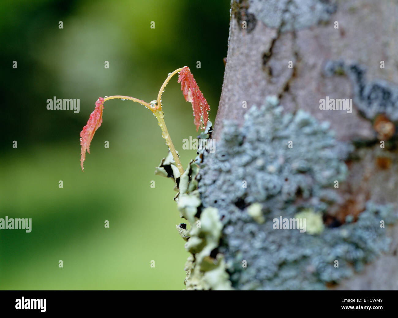 Sprouting branch of Maple tree, Hokkaido, Japan Stock Photo - Alamy