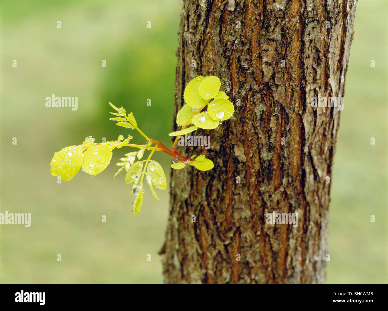 Sprouting branch and leaves on an acacia tree, Hokkaido, Japan Stock ...