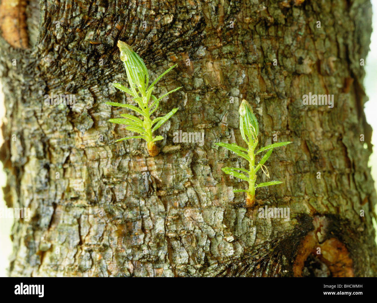 Sprouting leaves of Veitch's Fir tree, Hokkaido, Japan Stock Photo - Alamy