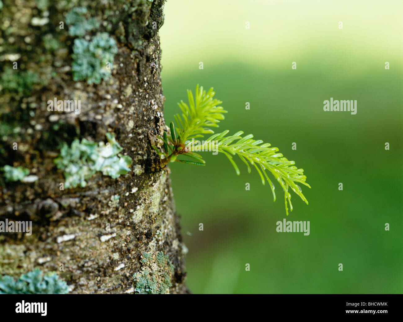 Sprouting leaves of Veitch's Fir tree, Hokkaido, Japan Stock Photo - Alamy