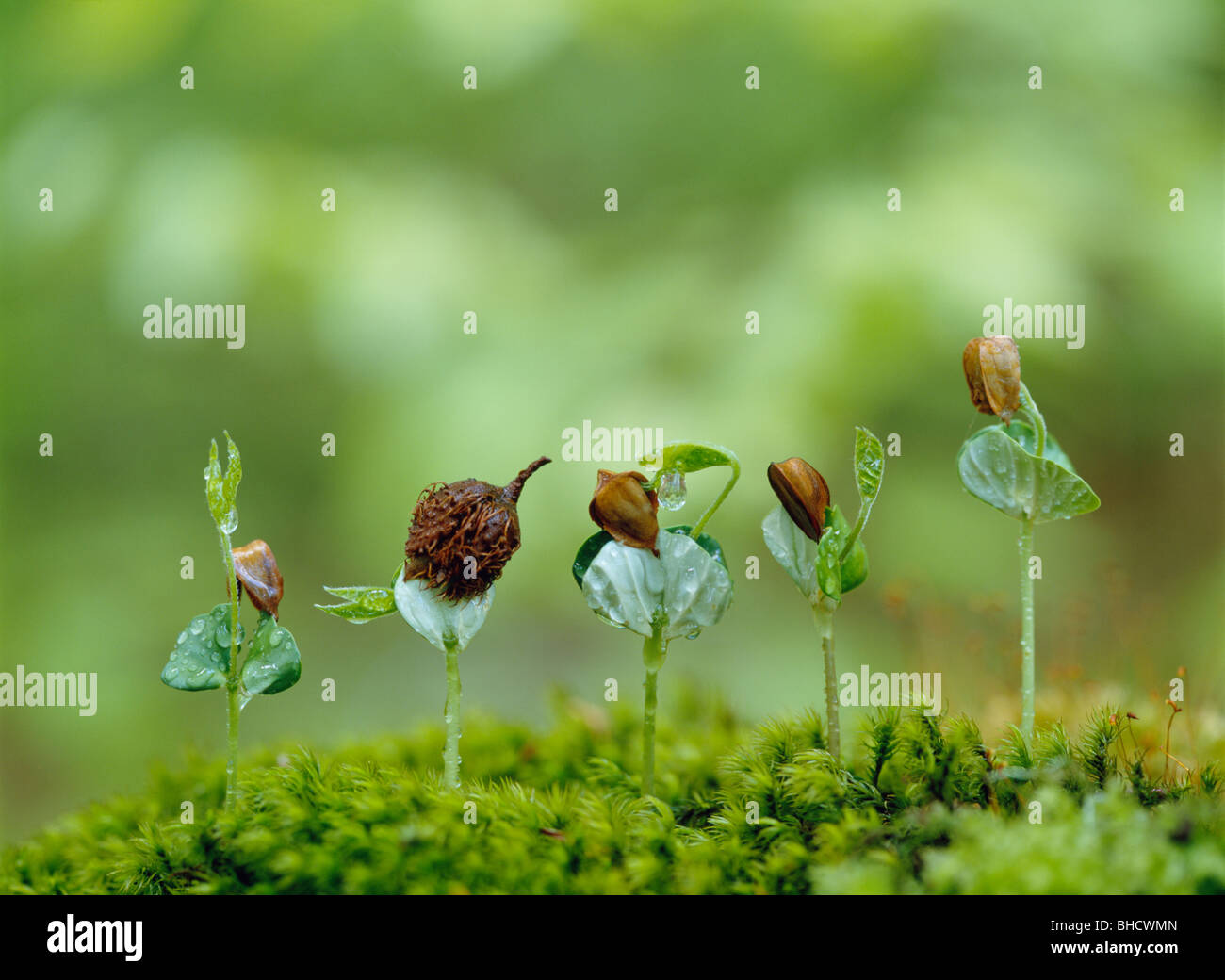 Beech Tree seedlings. Hakkouda, Aomori Prefecture, Japan Stock Photo ...