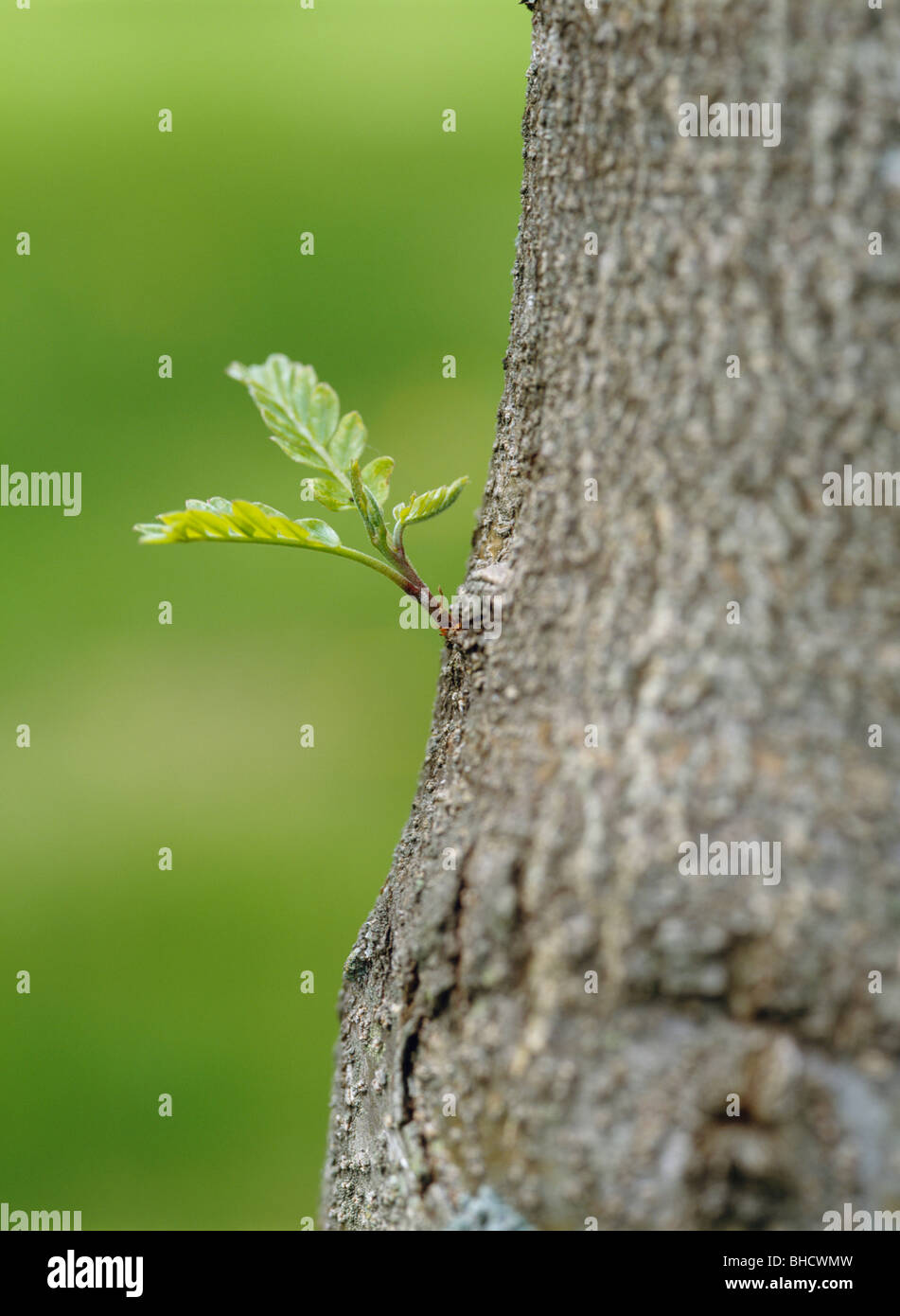 Sprouting branch and leaves on Japanese honeylocust, Hokkaido, Japan ...