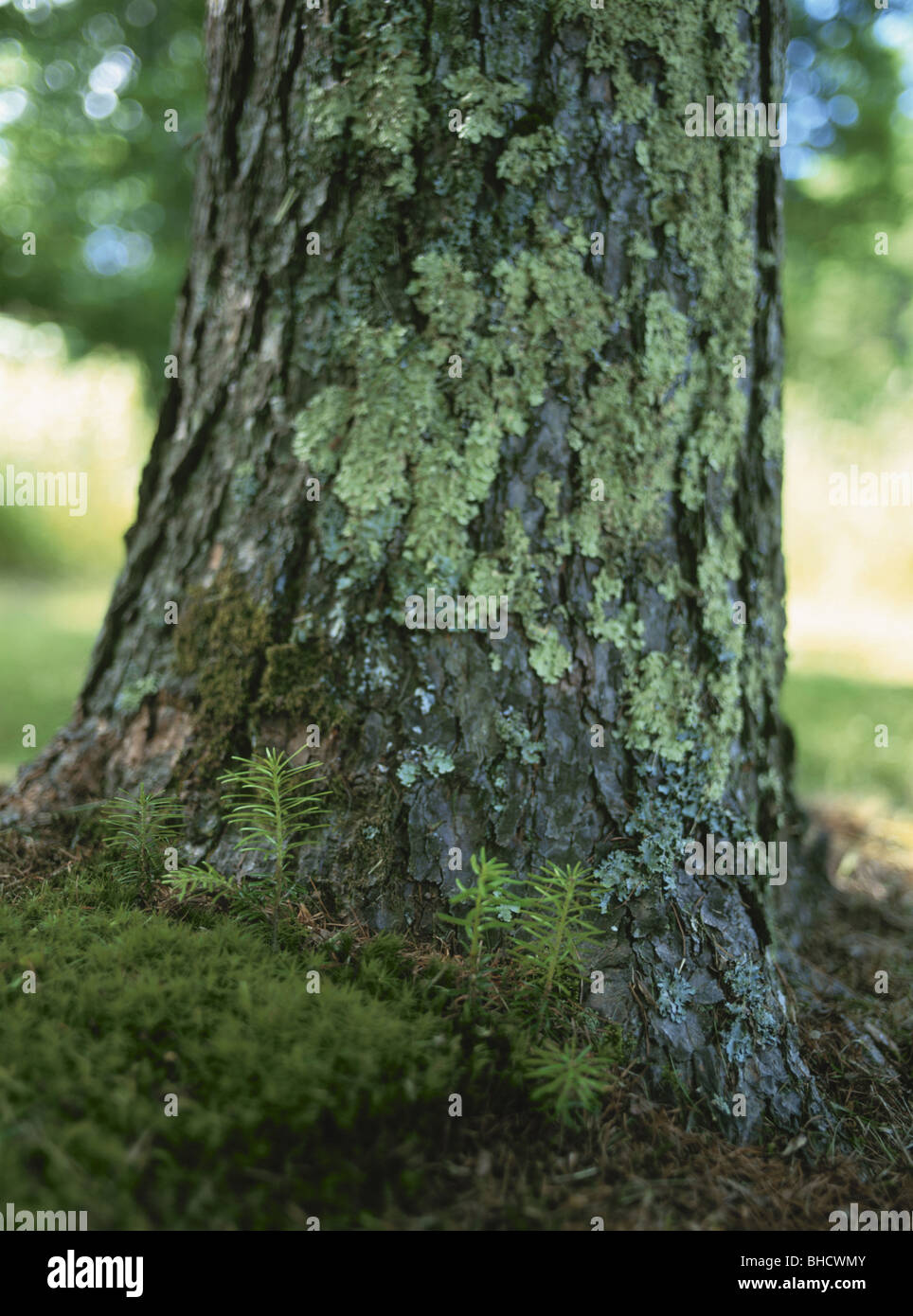 Pine tree saplings growing next to fully grown tree, Hokkaido, Japan ...