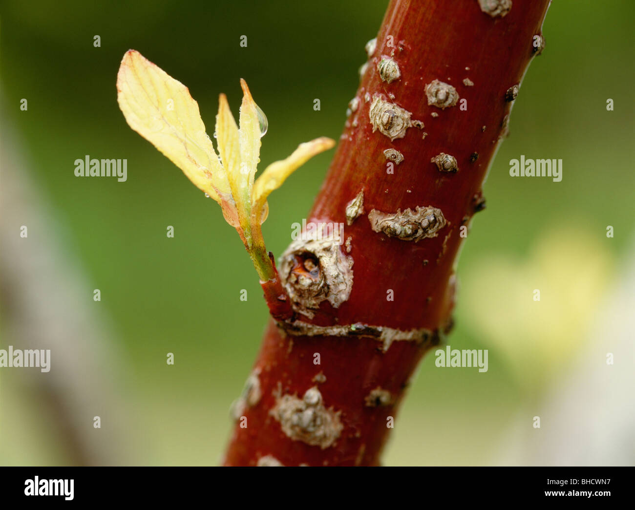 Horizontal dogwoods tree hi-res stock photography and images - Alamy