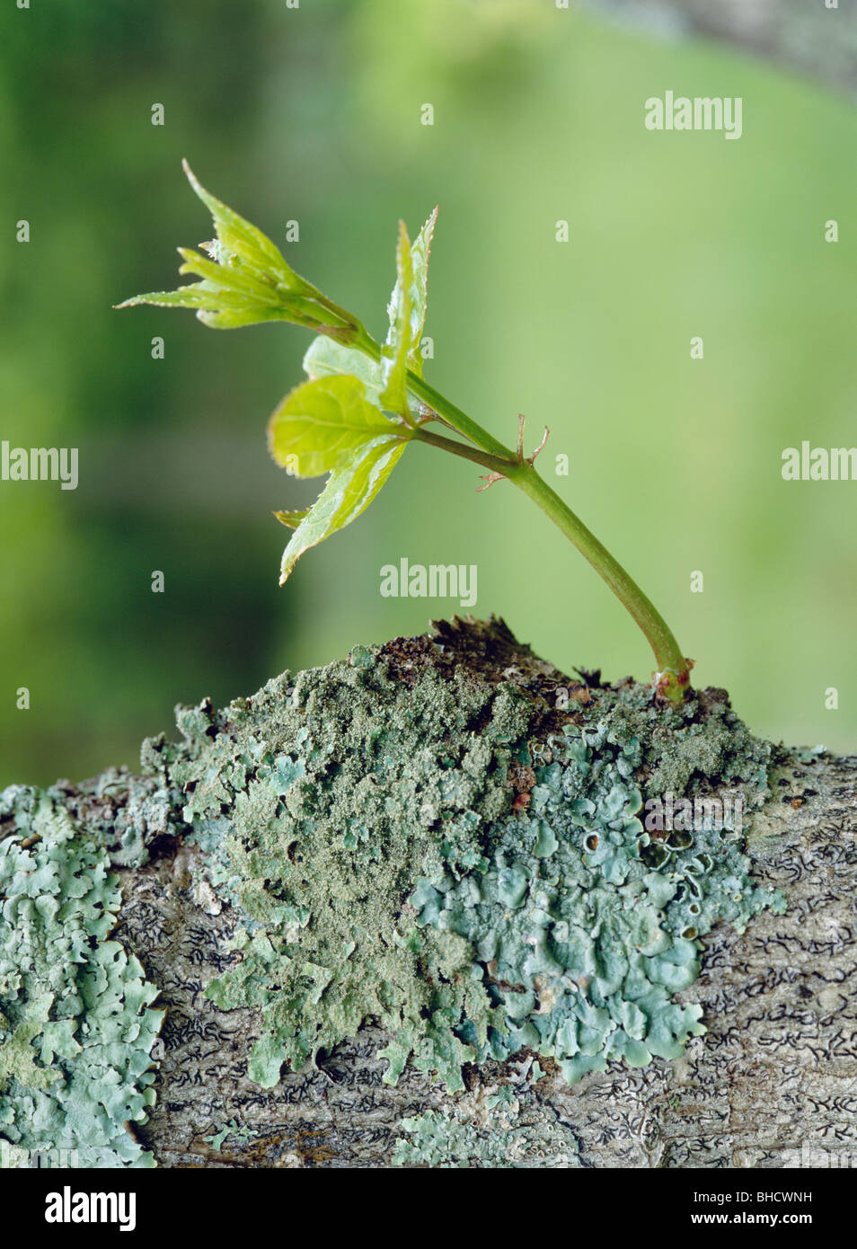 Sprouting branch and leaves on bladdernut tree, Hokkaido, Japan Stock ...