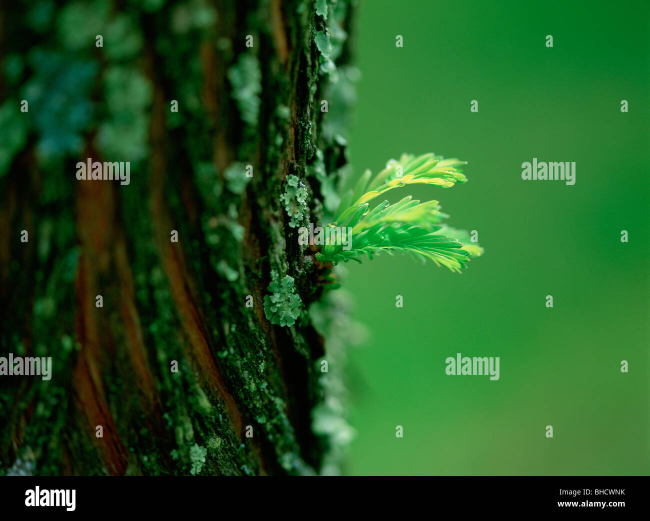 Sprouting leaves on Japanese cedar tree, Hokkaido, Japan Stock Photo ...