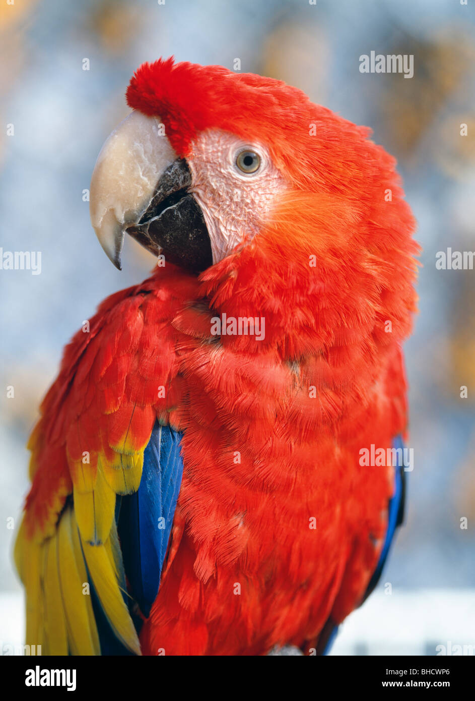 Macaw. Kushiro zoo, Hokkaido, Japan Stock Photo - Alamy