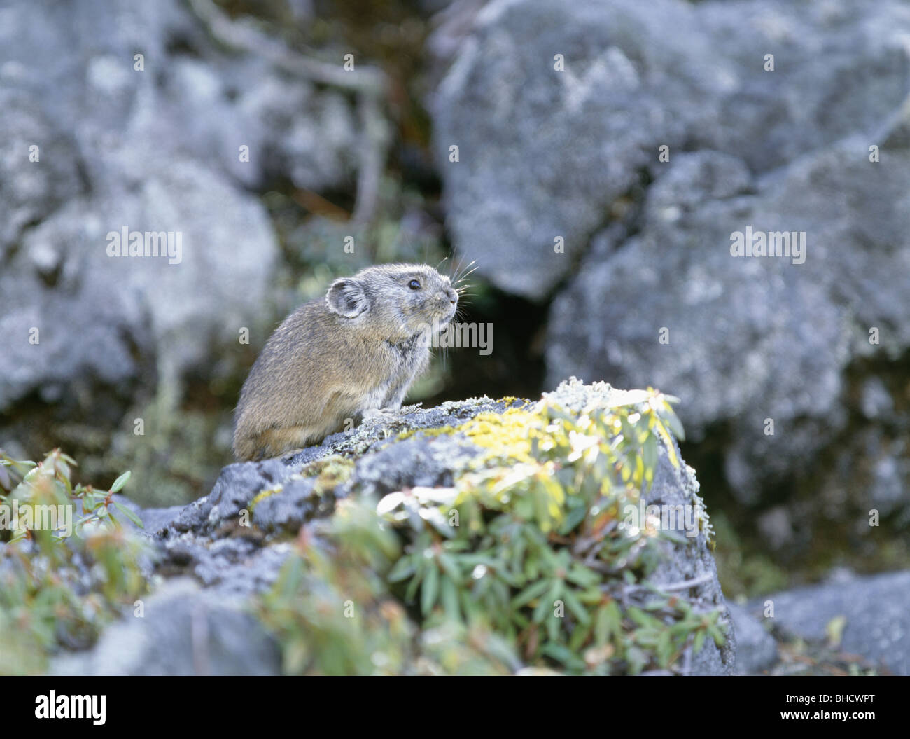 Pika deer hi-res stock photography and images - Alamy