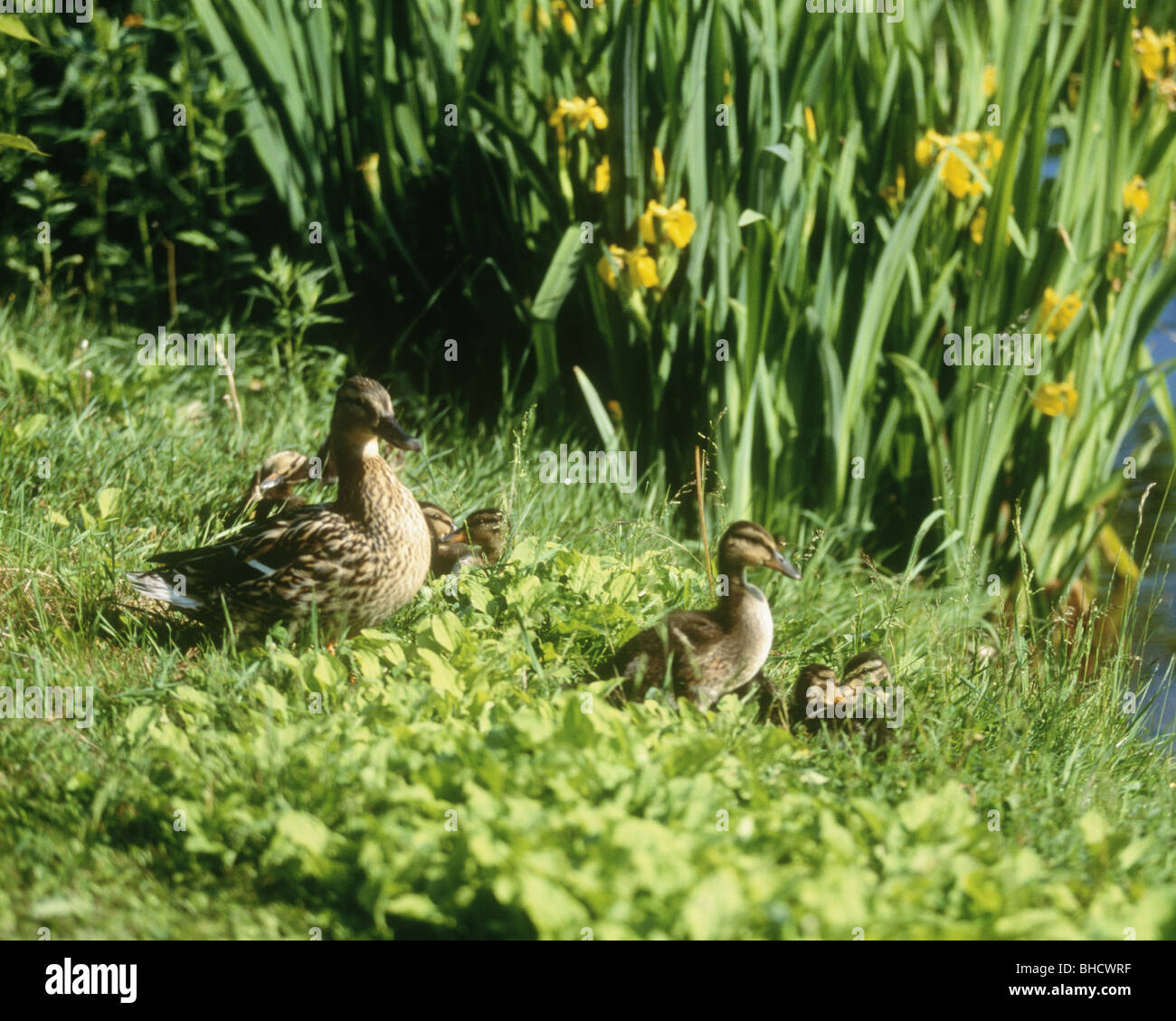 Narcissus mother duck hi-res stock photography and images - Alamy