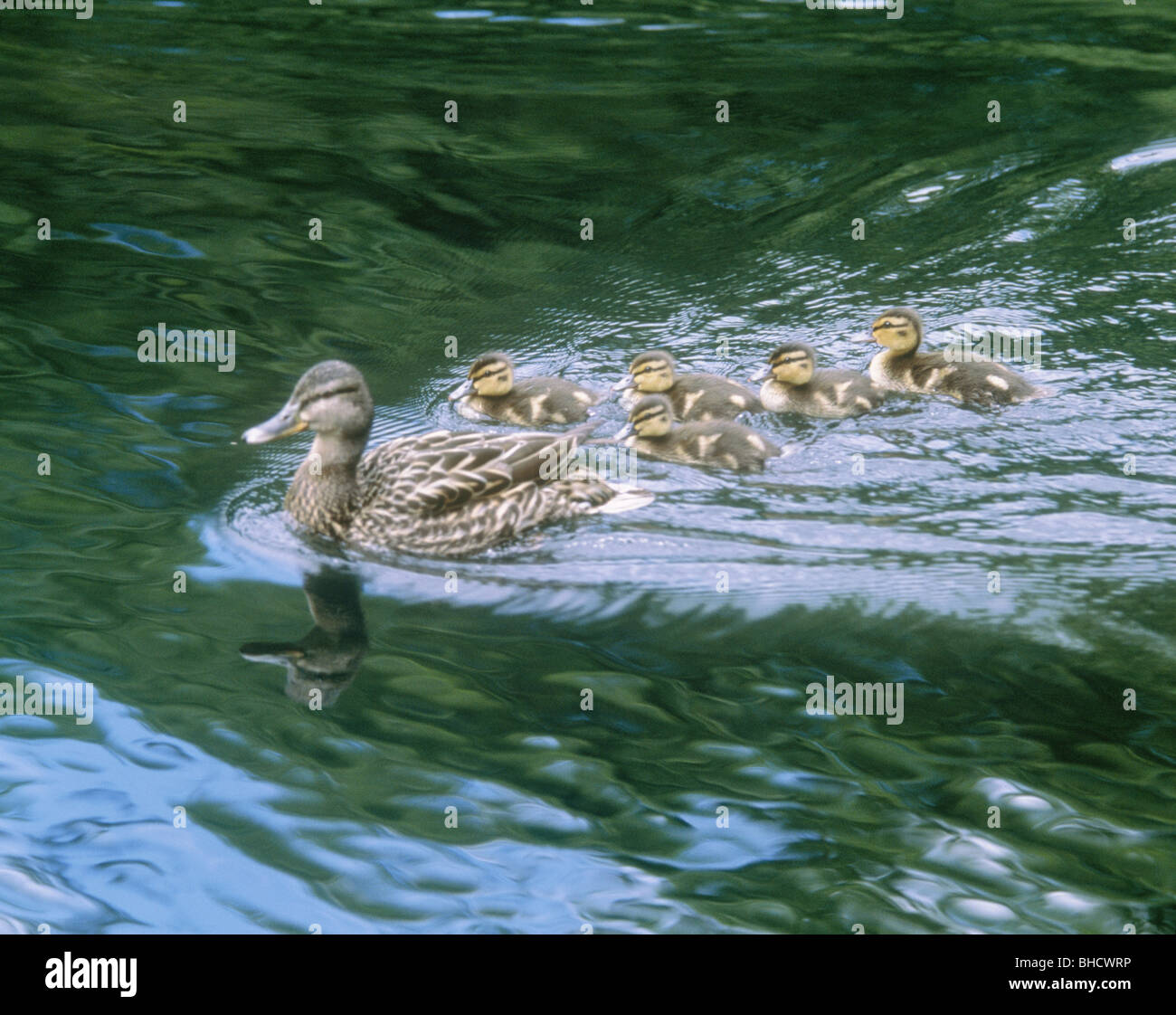 Mother duck swimming with ducklings, Tomakomai, Hokkaido, Japan Stock ...