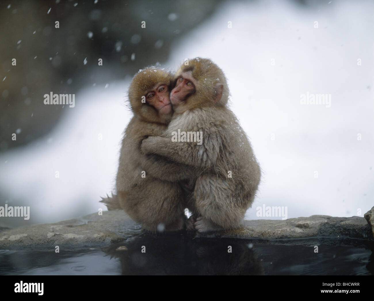 Japanese Macaque monkeys. Jigokudani, Nagano Prefecture, Japan Stock ...