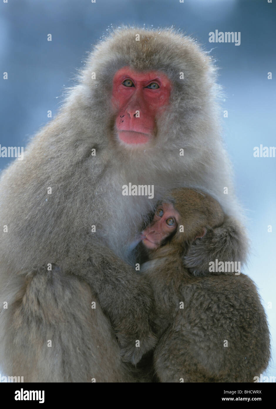 Japanese Macaque monkeys. Jigokudani, Nagano Prefecture, Japan Stock ...