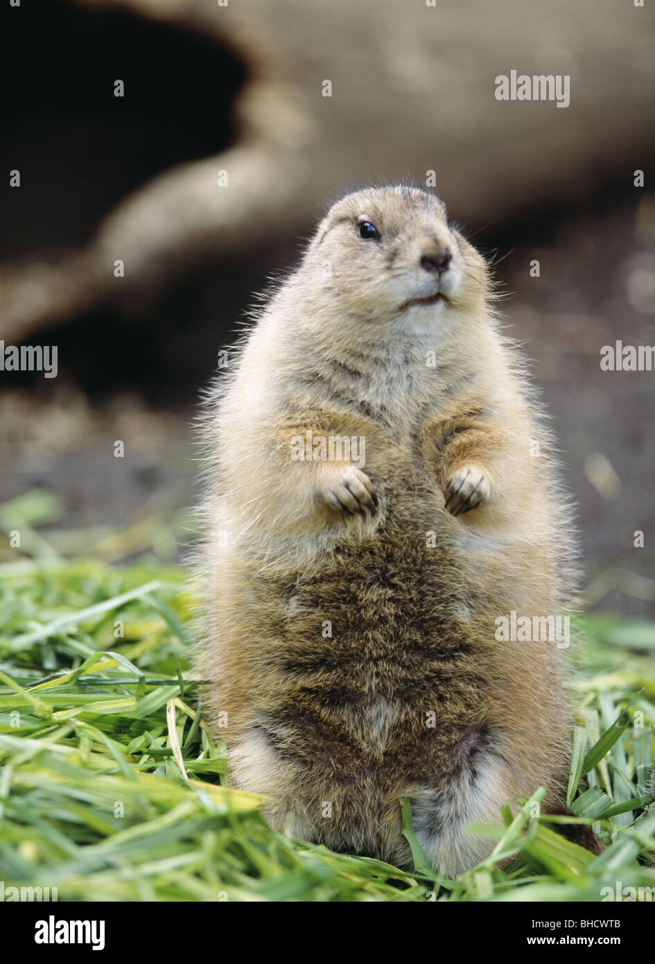Prairie vigilance hi-res stock photography and images - Alamy