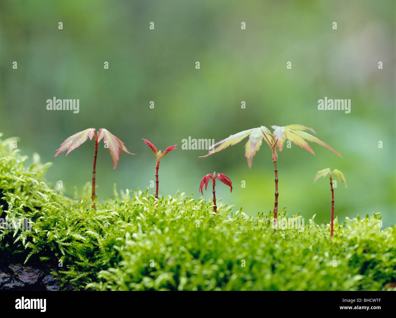 Maple tree saplings growing on moss, Chitose, Hokkaido, Japan Stock ...