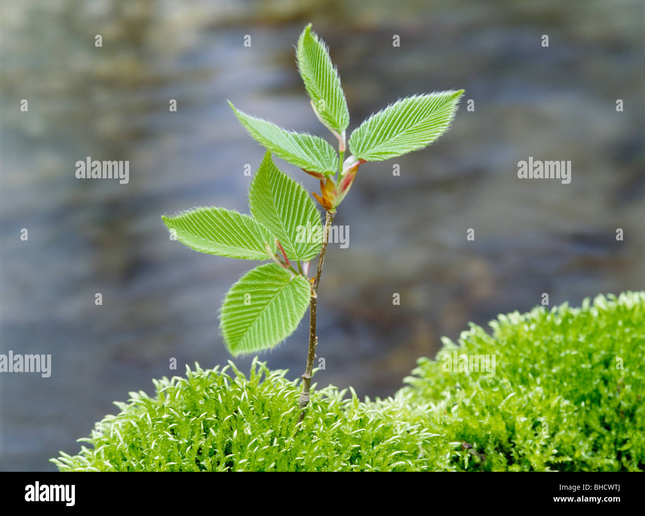 Beech tree sapling growing in moss next to river, Chitose, Hokkaido ...