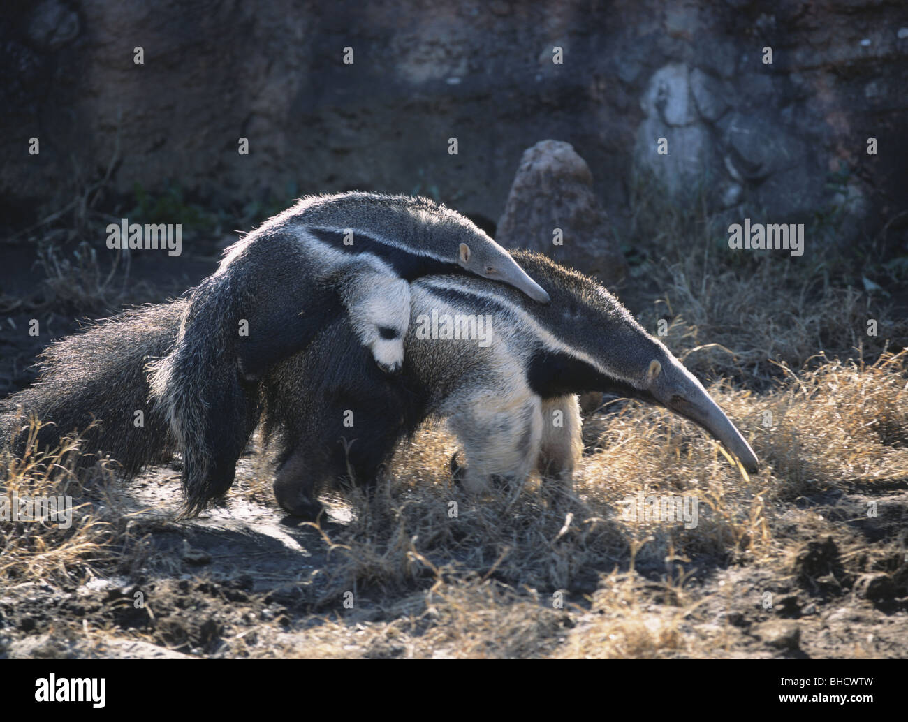 Anteater family. Kanagawa Prefecture, Japan Stock Photo - Alamy