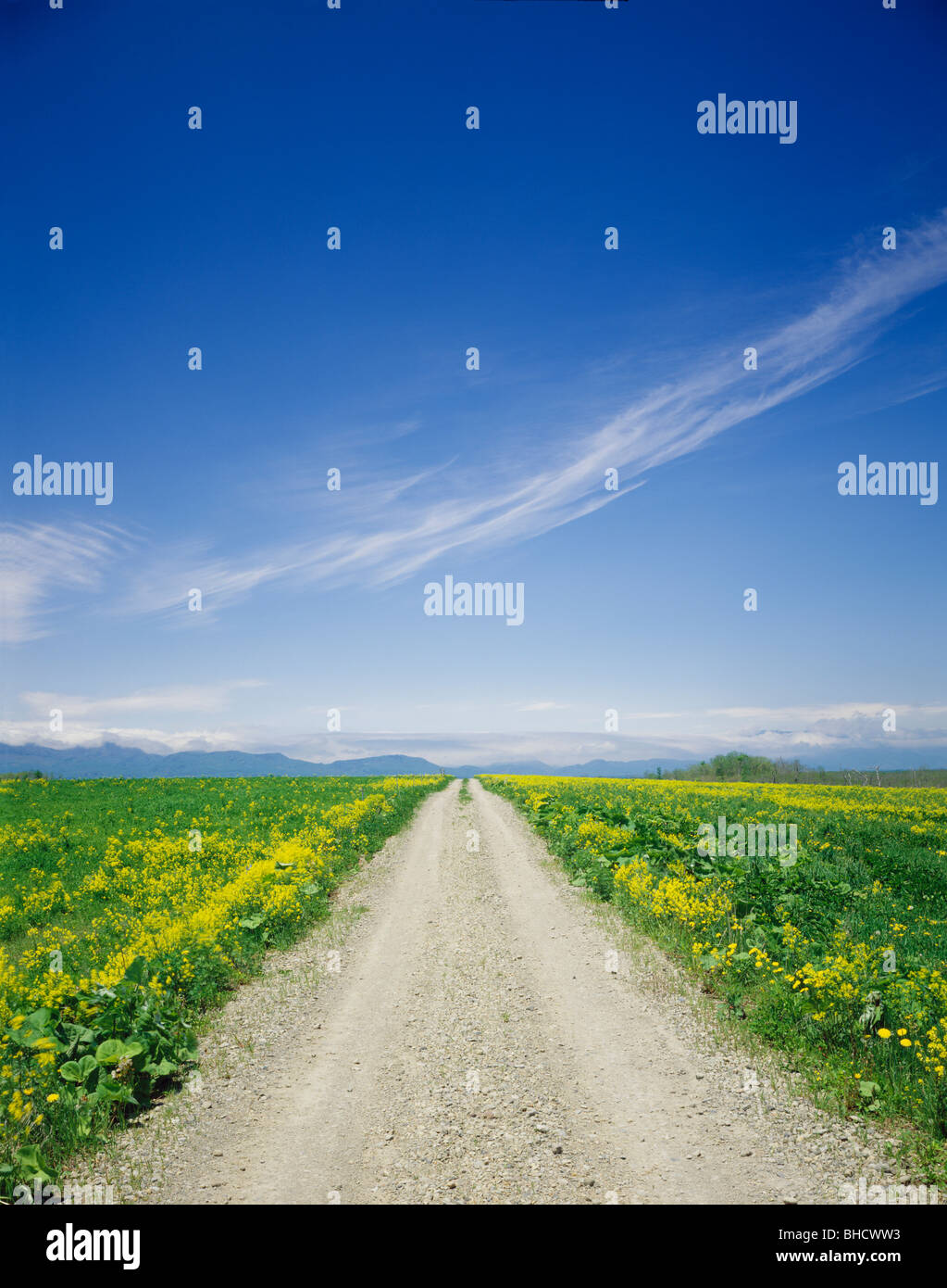 Dirt road lined with wildflowers, Obihiro, Hokkaido, Japan Stock Photo ...