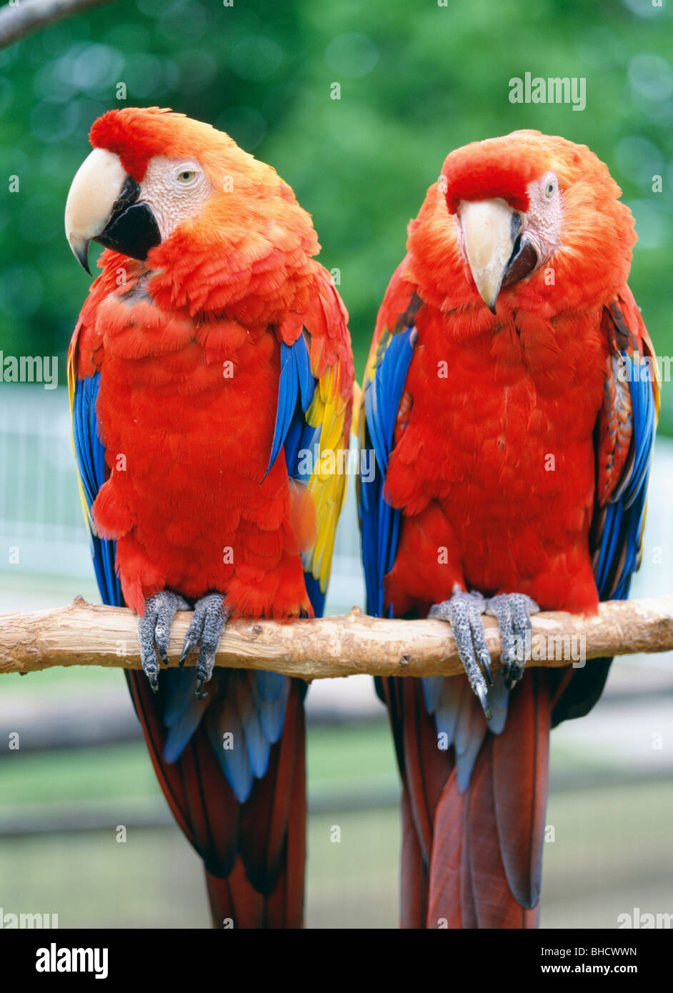 Macaws. Kushiro zoo, Hokkaido, Japan Stock Photo - Alamy