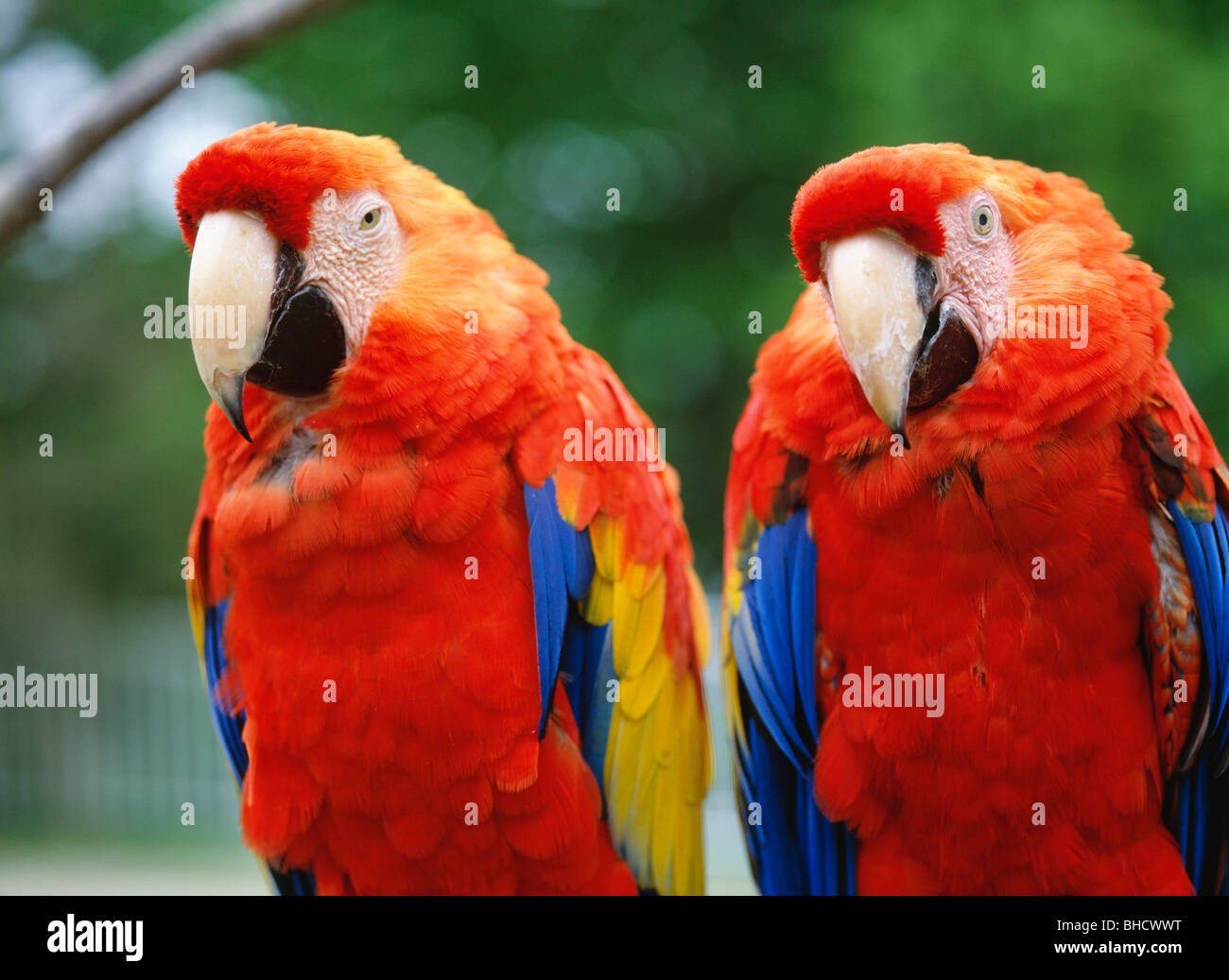 Macaws head hi-res stock photography and images - Alamy