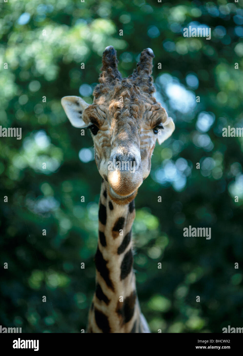 Giraffe. Asahiyama Zoo, Hokkaido, Japan Stock Photo - Alamy