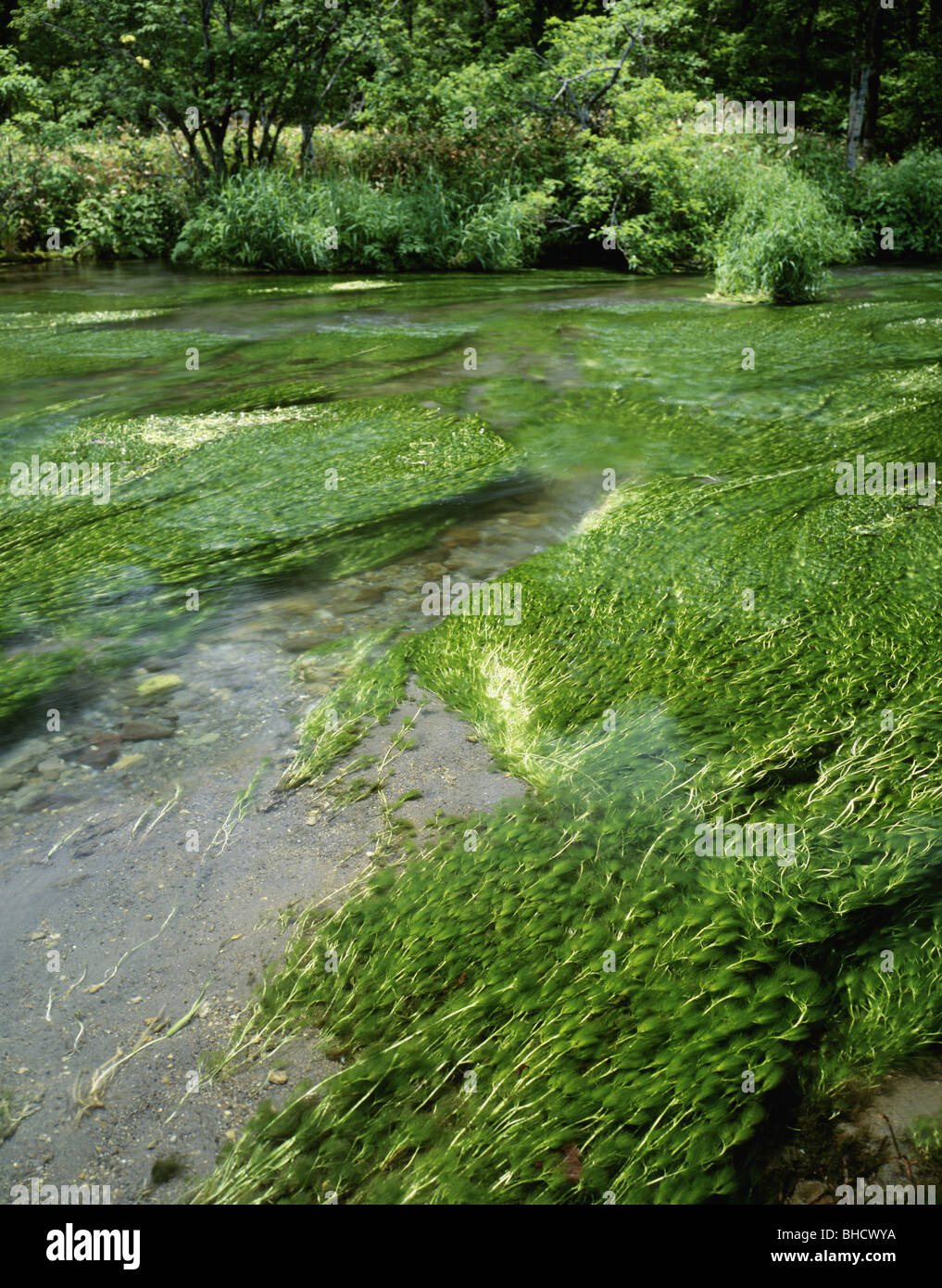 Algas river hi-res stock photography and images - Alamy