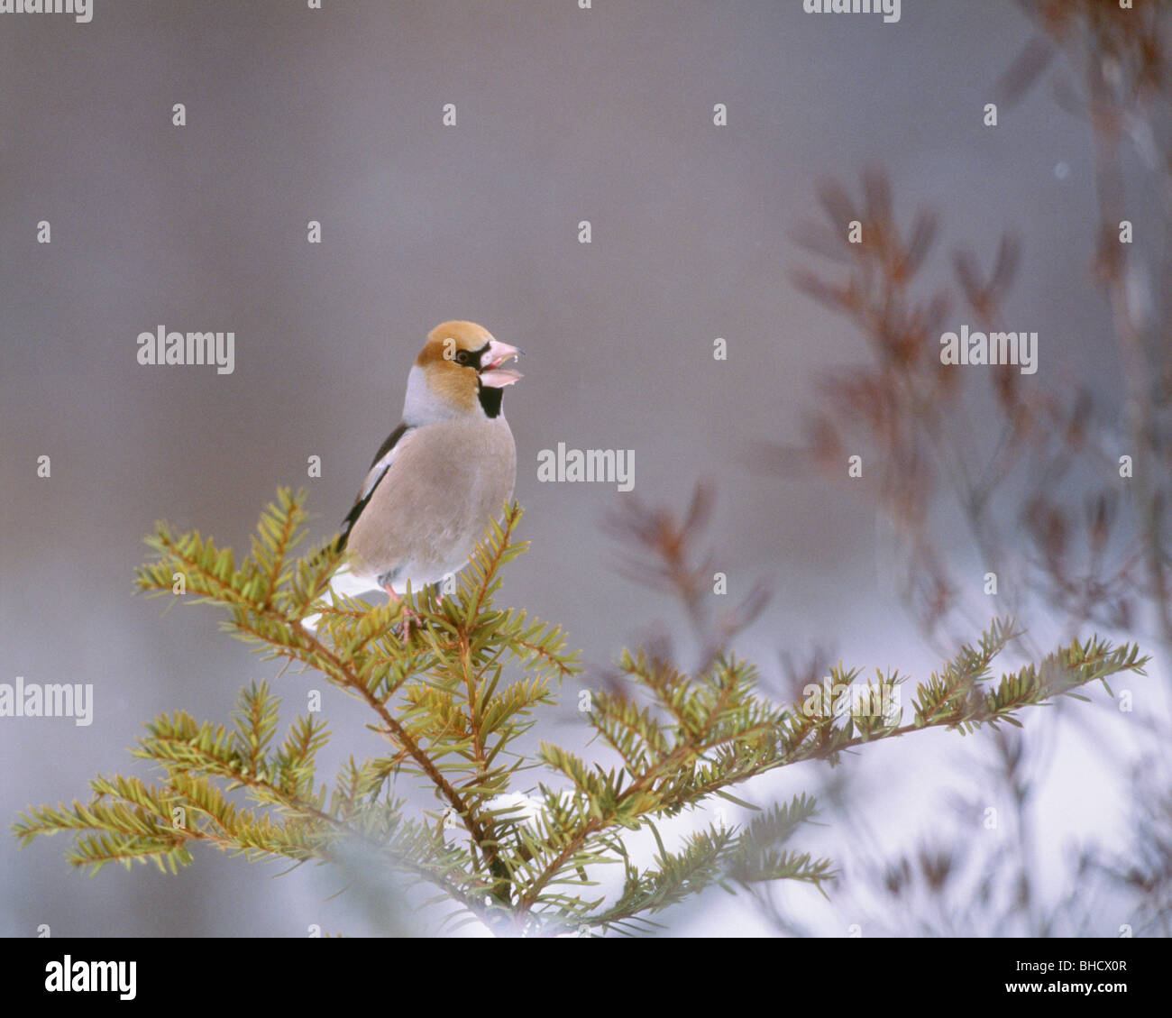 Hawfinch mouth hi-res stock photography and images - Alamy