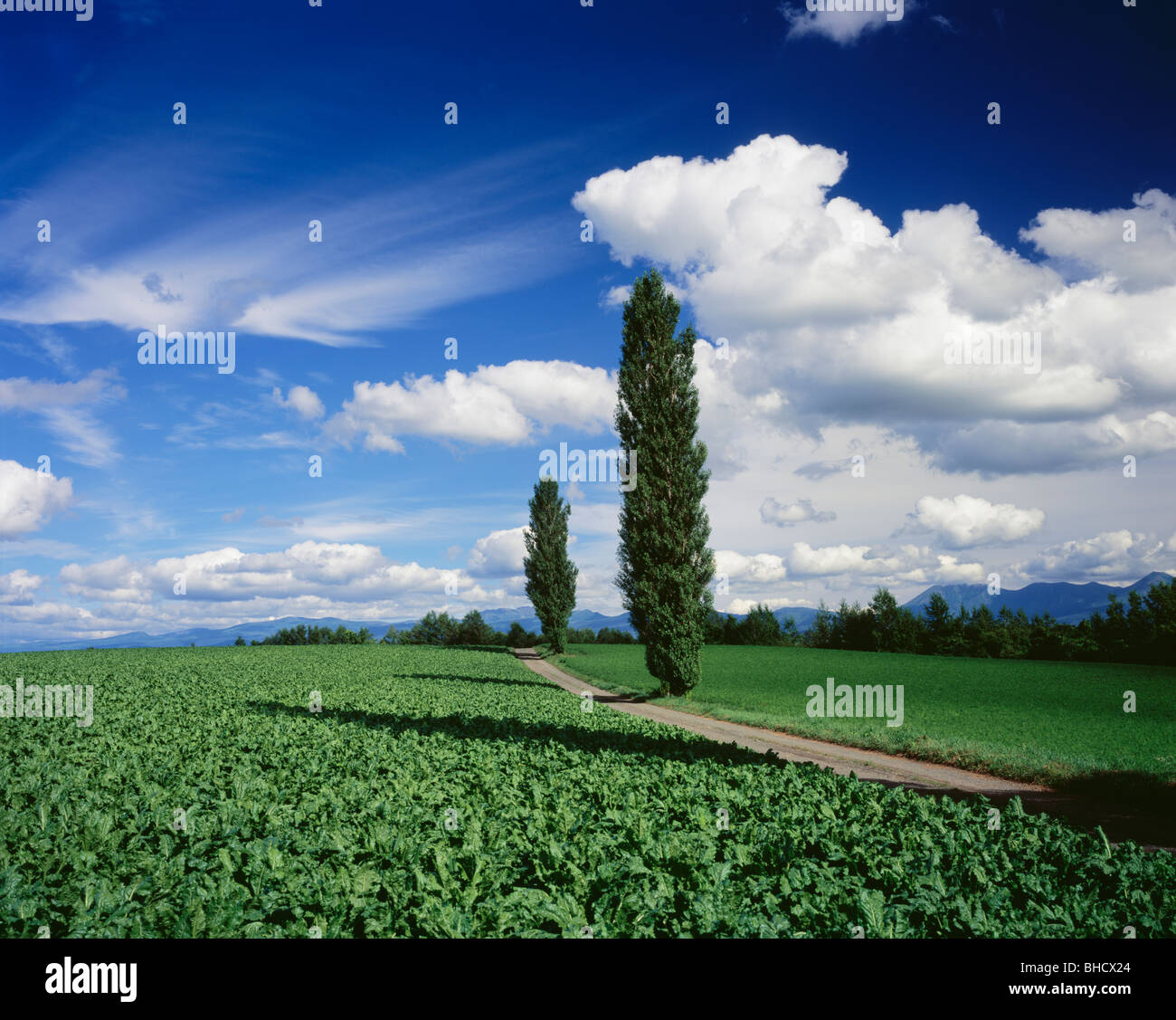 Dirt road next to crop, Nishi-Kagura, Hokkaido, Japan Stock Photo - Alamy