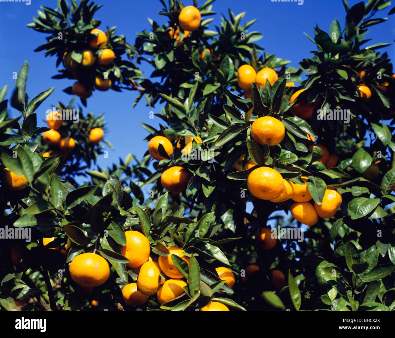 Mandarin tree, Odawara, Kanagawa Prefecture, Japan Stock Photo - Alamy