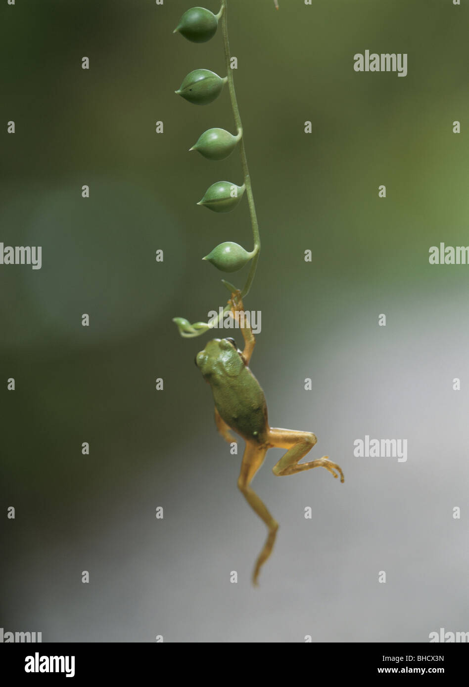 Frog dangling from plant, Kanagawa Prefecture, Japan Stock Photo - Alamy