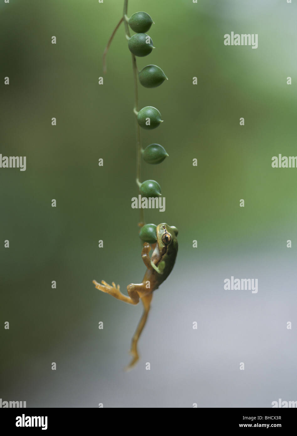 Dangling frog hi-res stock photography and images - Alamy