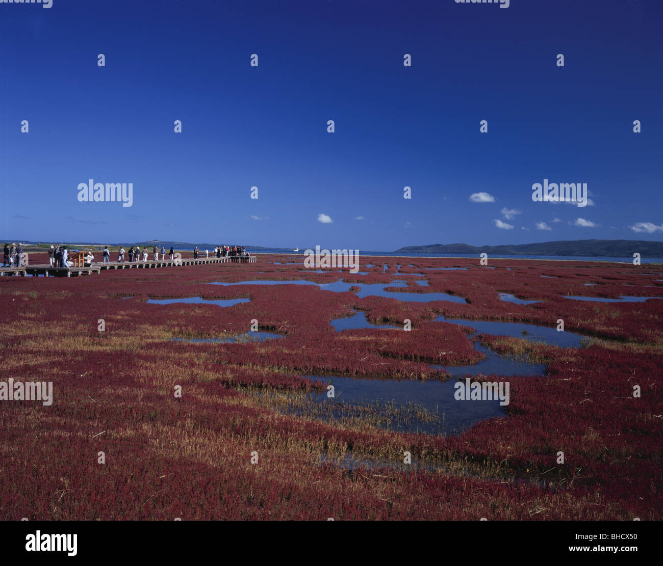 Coral grass in marsh, Abarishi, Hokkaido, Japan Stock Photo - Alamy