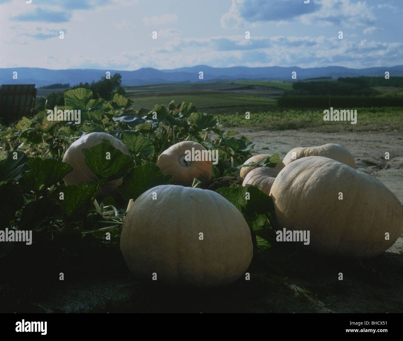 Japanese pumpkins in field, Biei, Hokkaido, Japan Stock Photo - Alamy