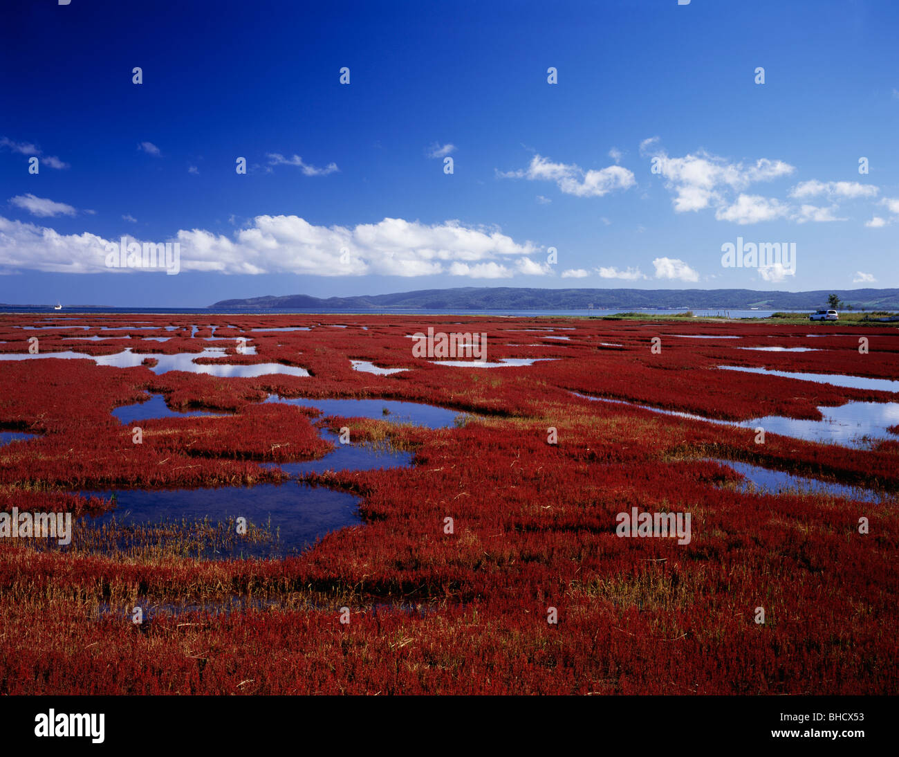 Coral grass in marsh, Abarishi, Hokkaido, Japan Stock Photo - Alamy