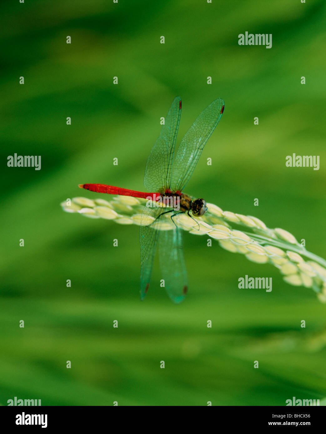 Red dragonfly on an ear of rice, Togakushi, Nagano Prefecture, Japan ...