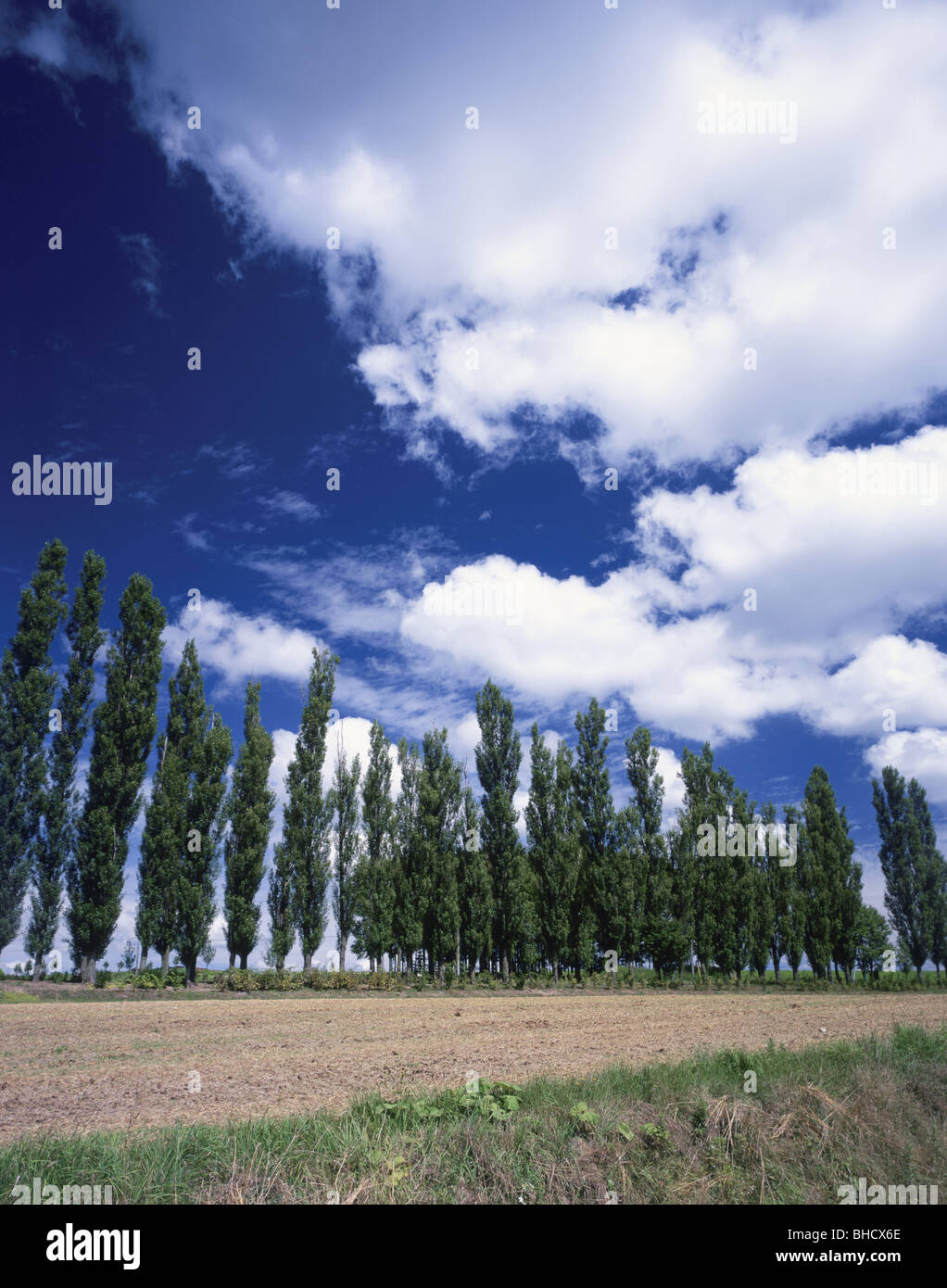 Trees alongside road hi-res stock photography and images - Alamy