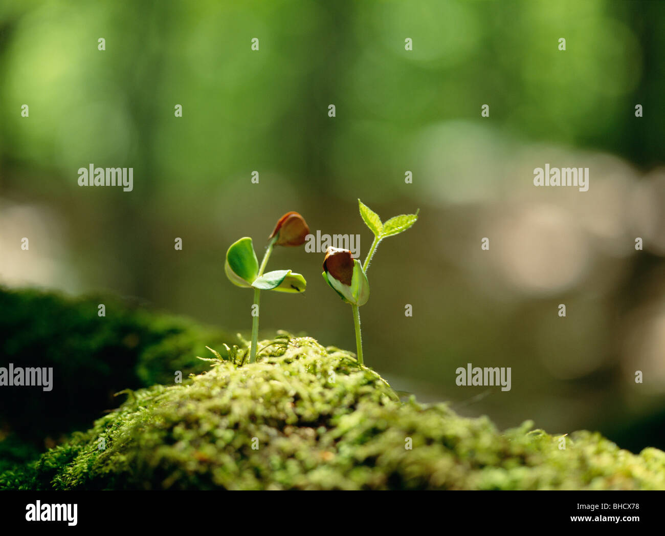 Beech tree saplings growing in moss, Hakkouda, Aomori Prefecture, Japan ...